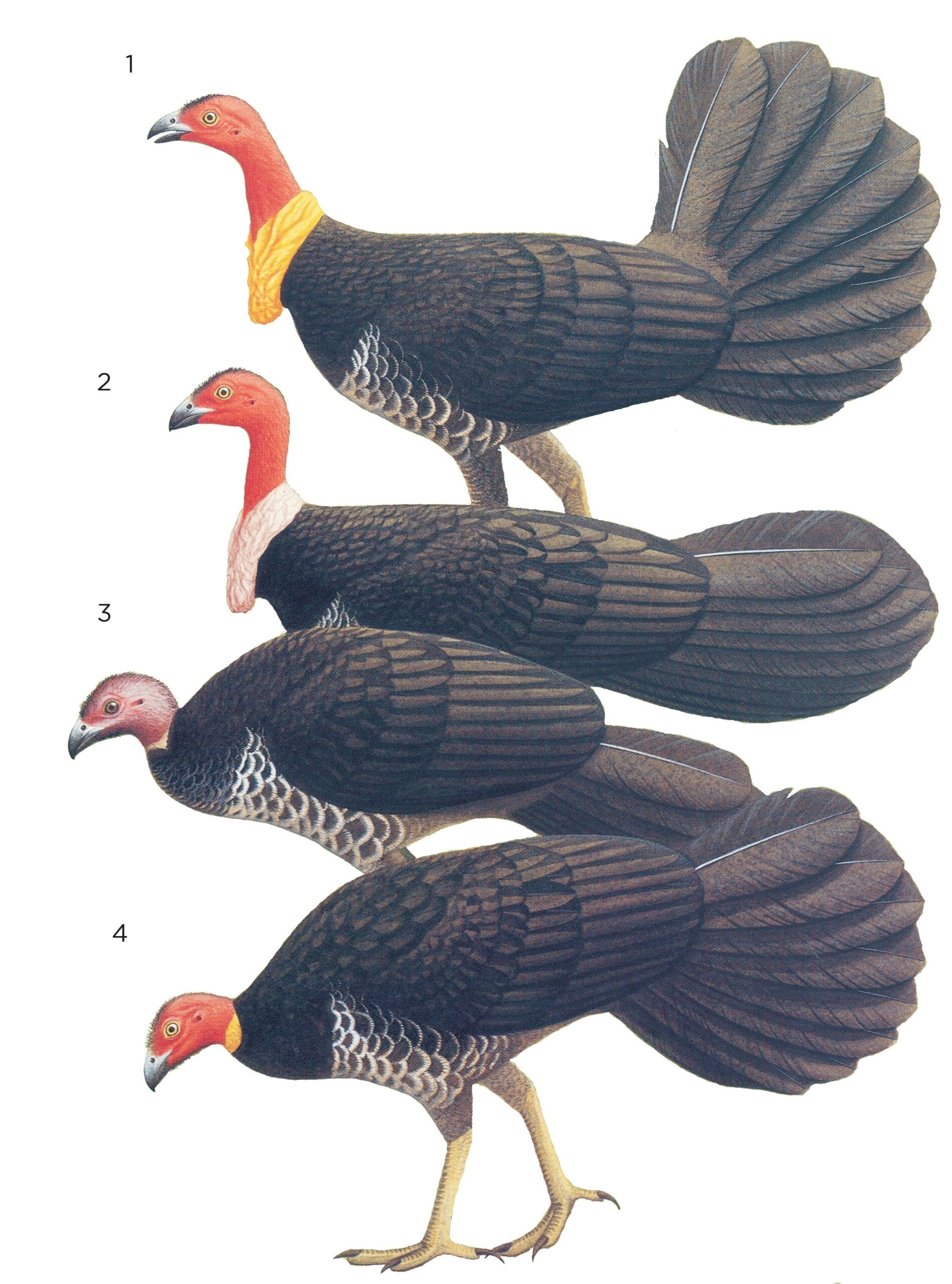 Species filters with images - HANZAB