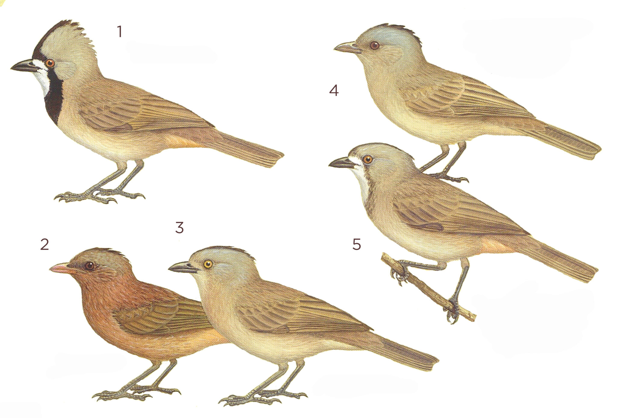 Species filters with images – HANZAB