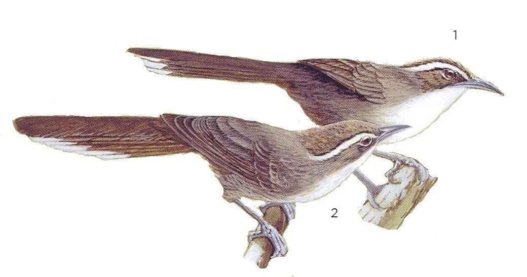 Species filters with images – HANZAB