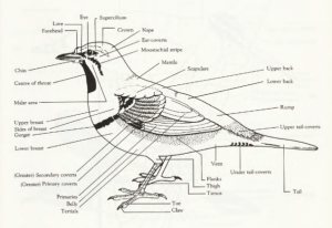 Parts of birds - HANZAB