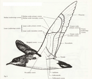 Parts of birds – HANZAB