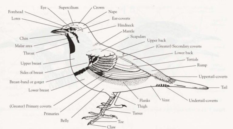 Parts of birds - HANZAB