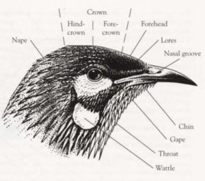 Parts of birds – HANZAB
