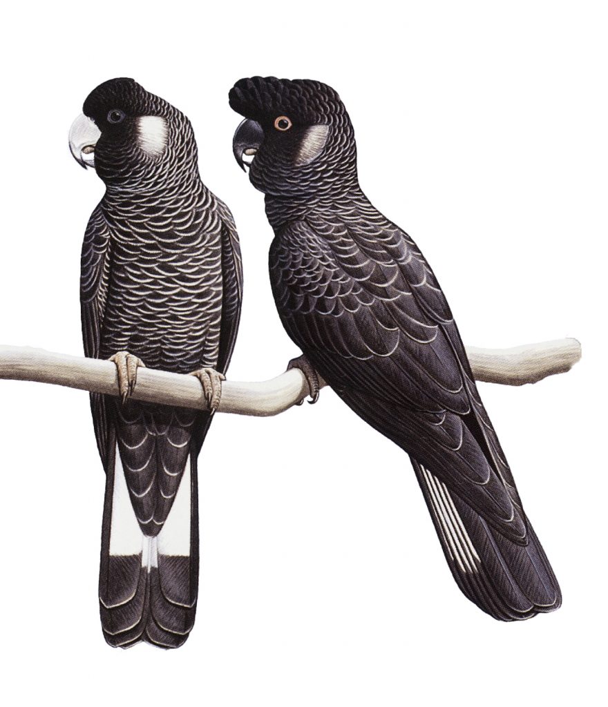 Species filters with images – HANZAB