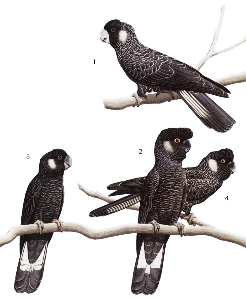 Species filters with images – HANZAB