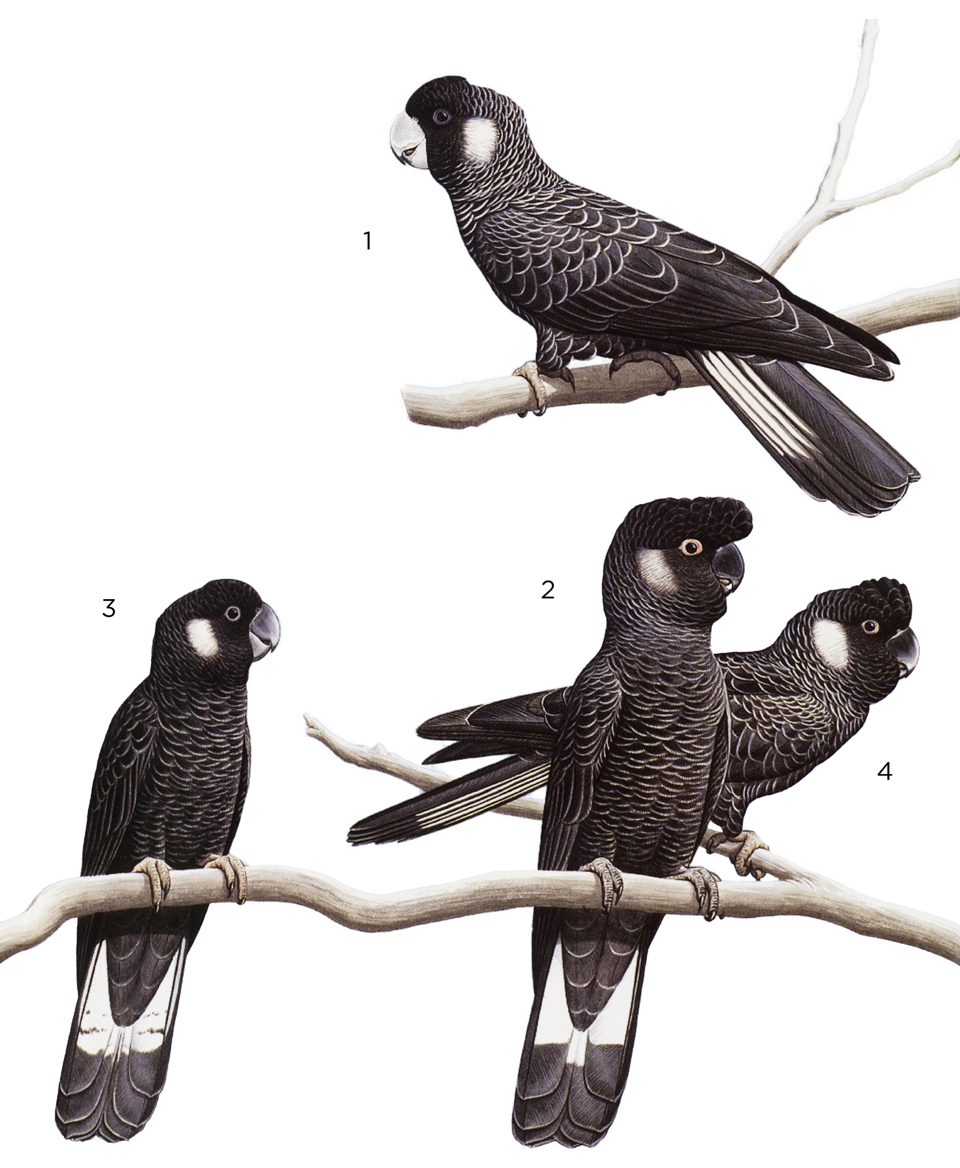 Species filters with images – HANZAB