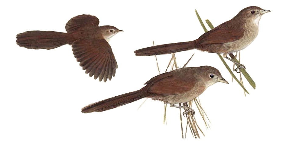 Species filters with images - HANZAB