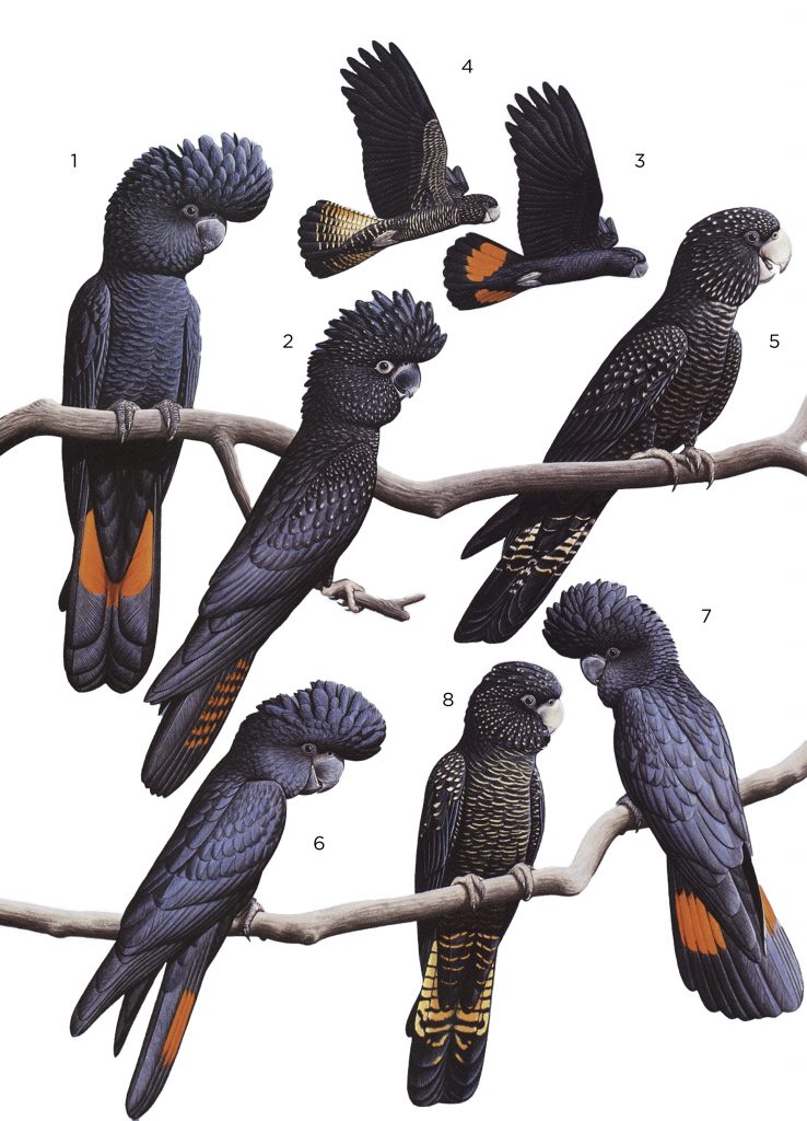 Species filters with images – HANZAB