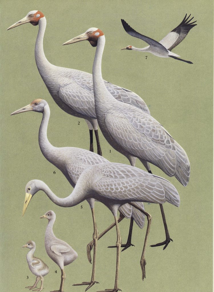 Species filters with images - HANZAB