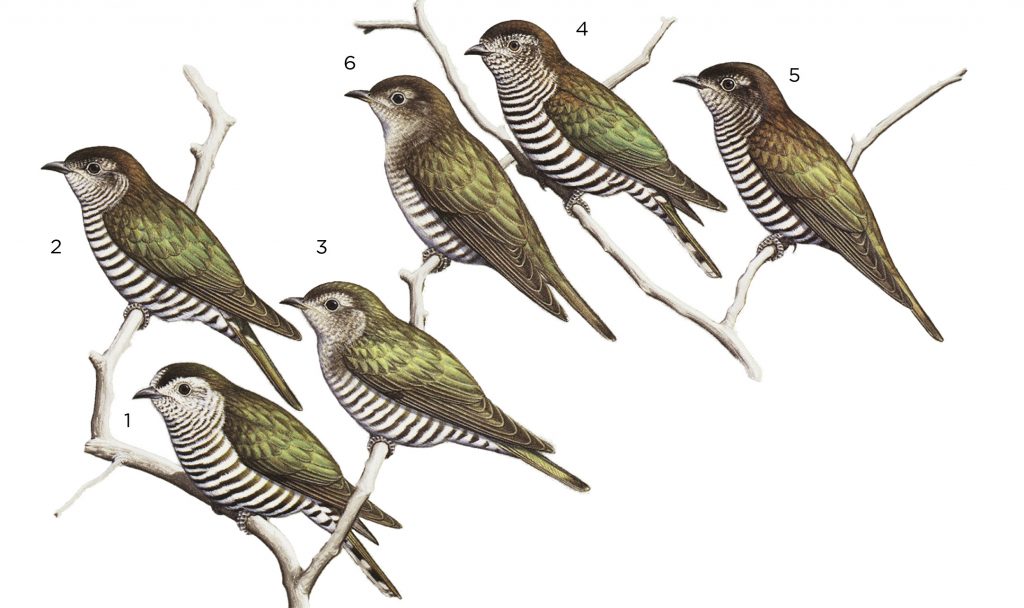 Species filters with images - HANZAB