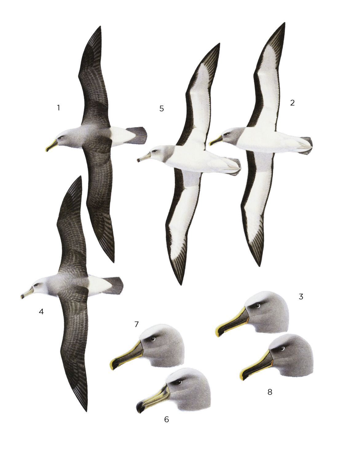 Species filters with images – HANZAB