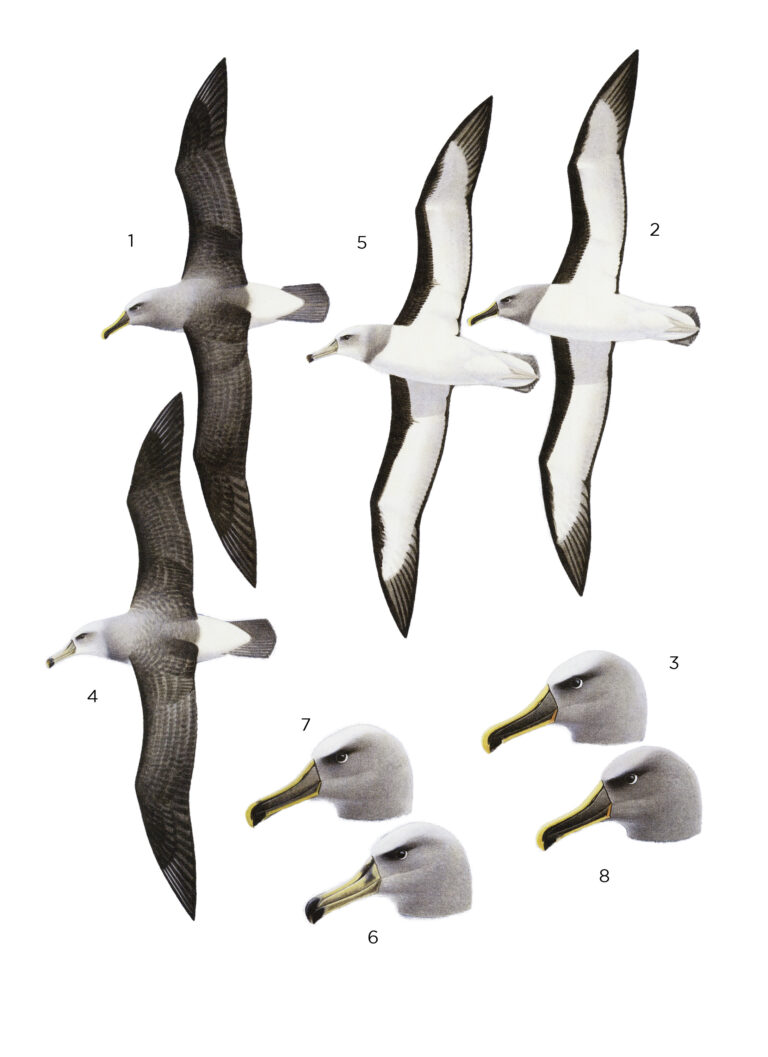 Species filters with images – HANZAB