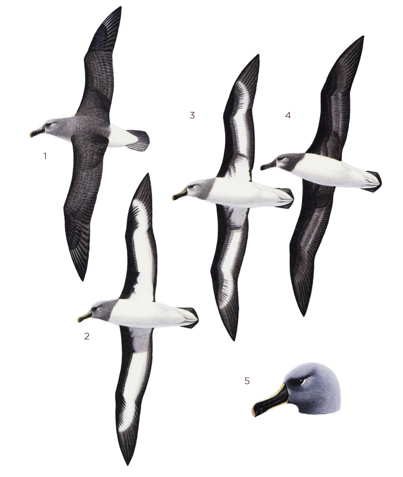 Species filters with images – HANZAB