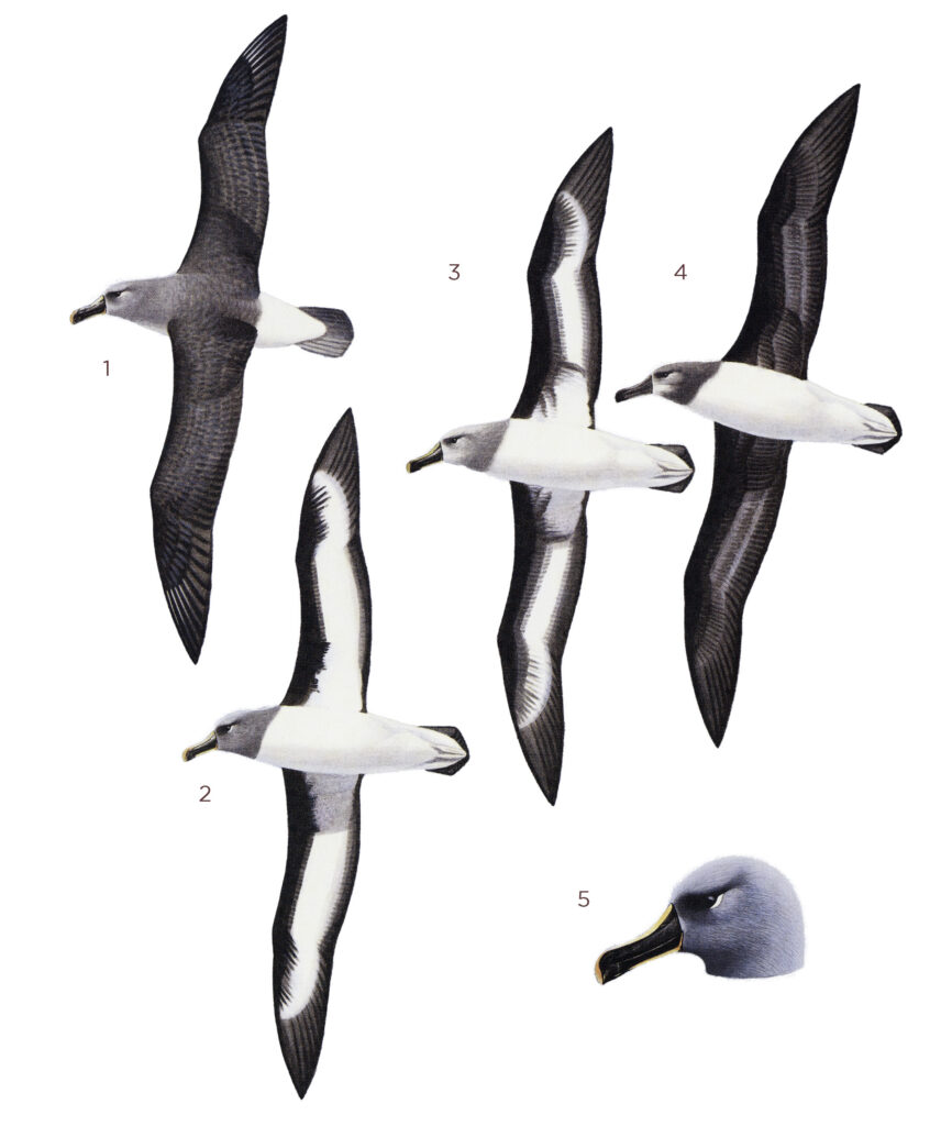 Species filters with images – HANZAB