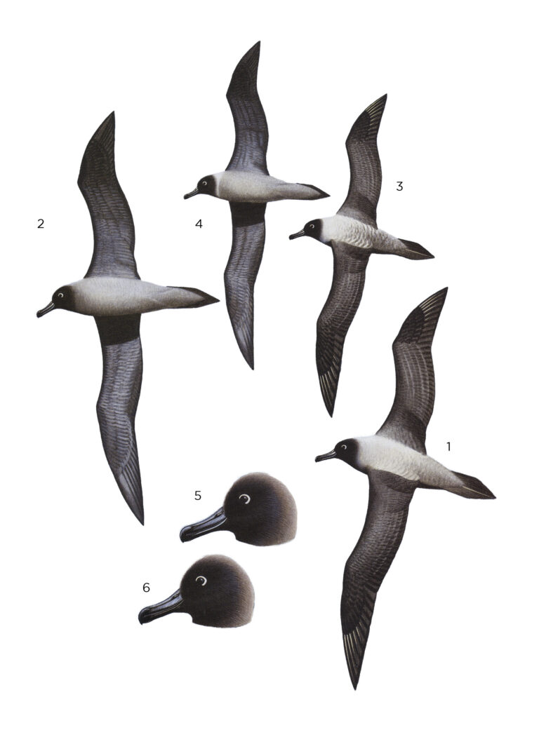 Species filters with images - HANZAB