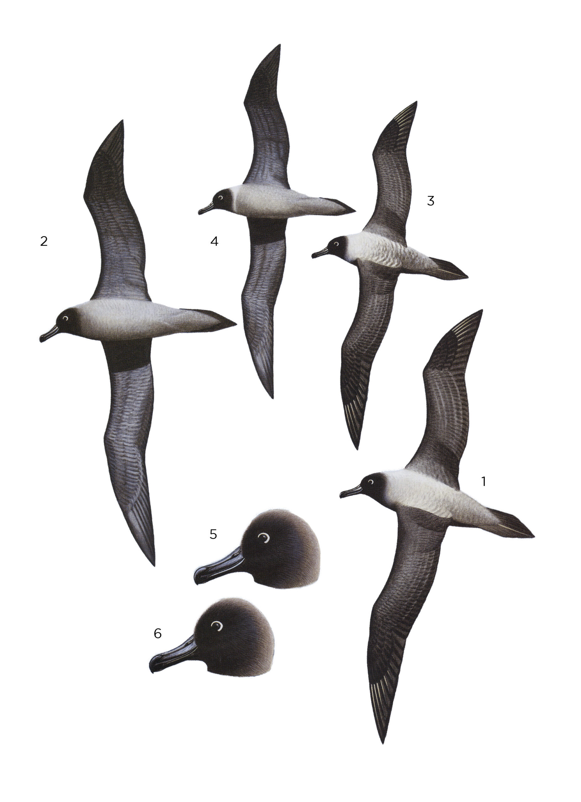 Species filters with images – HANZAB