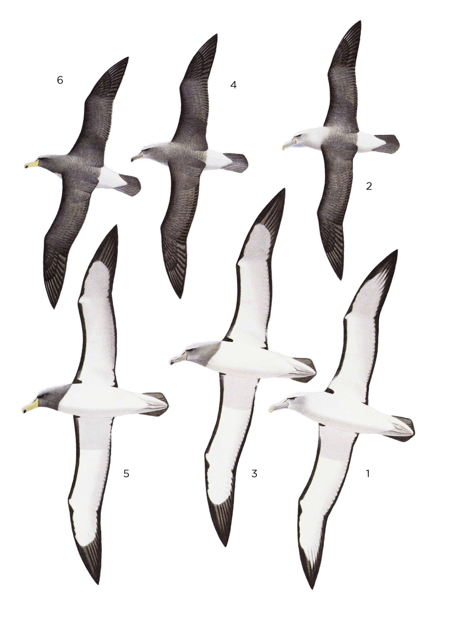 Species filters with images – HANZAB