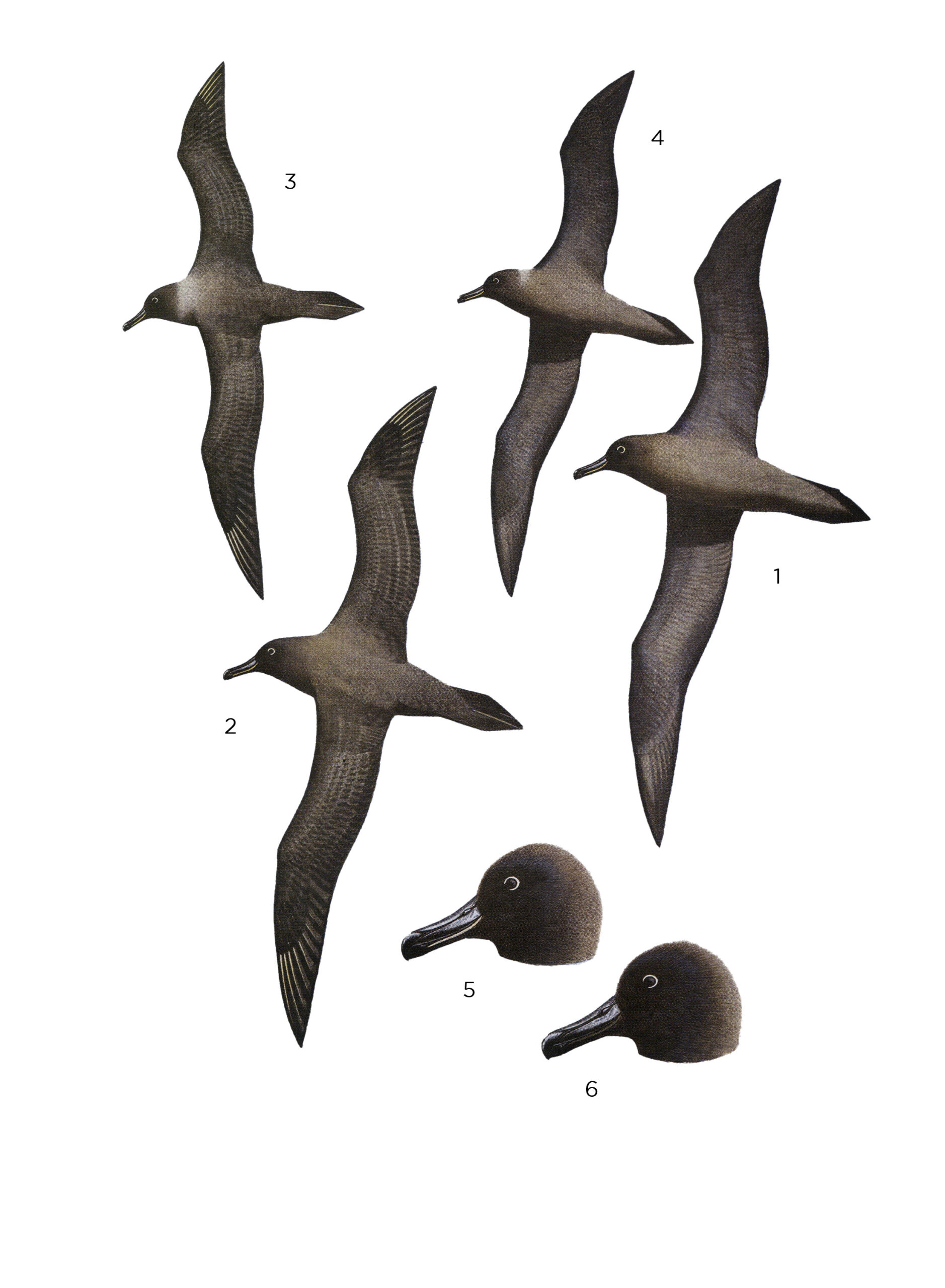 Species filters with images – HANZAB