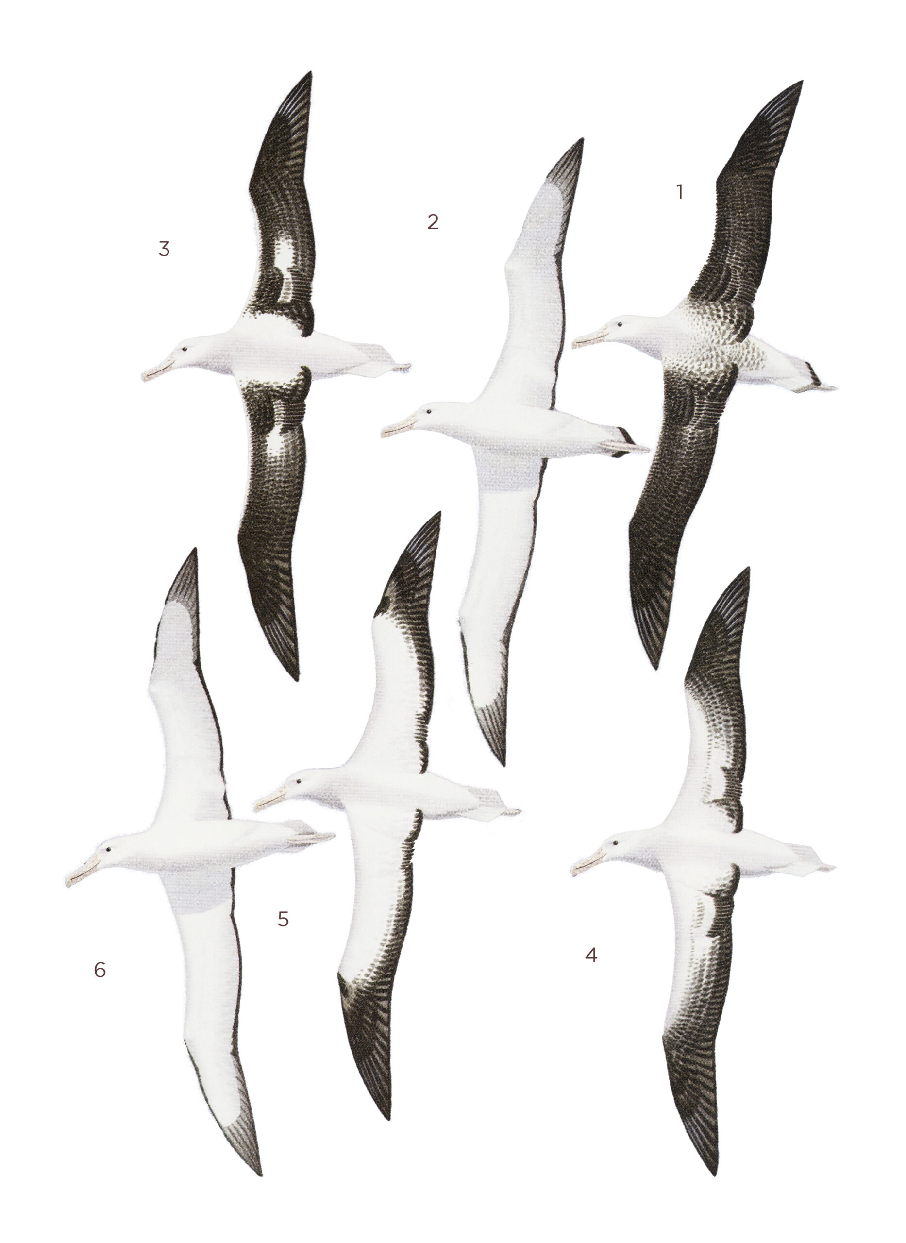 Species filters with images – HANZAB