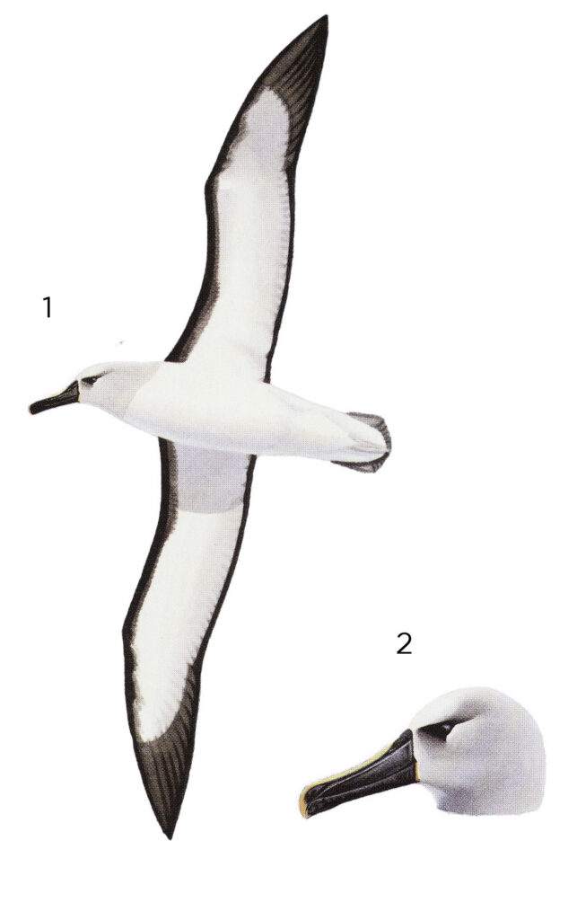 Species filters with images – HANZAB