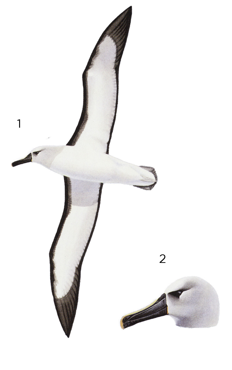 Species filters with images – HANZAB