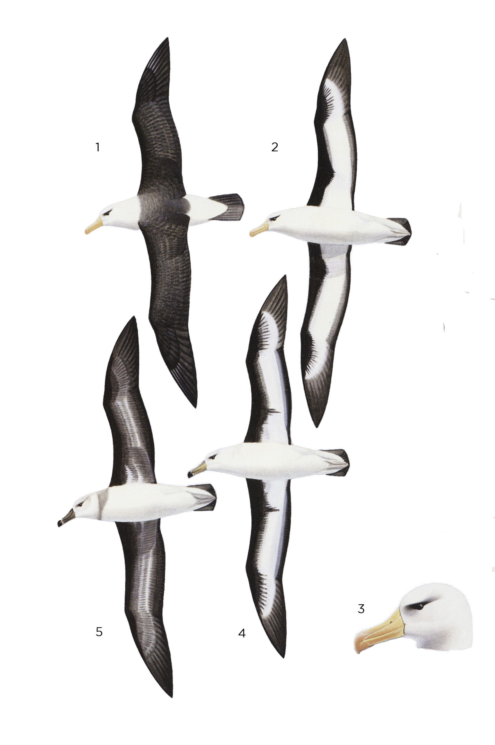 Species filters with images – HANZAB