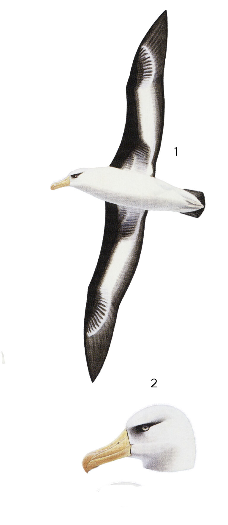 Species filters with images - HANZAB