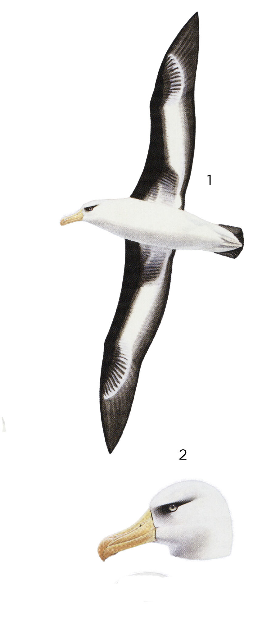 Species filters with images - HANZAB