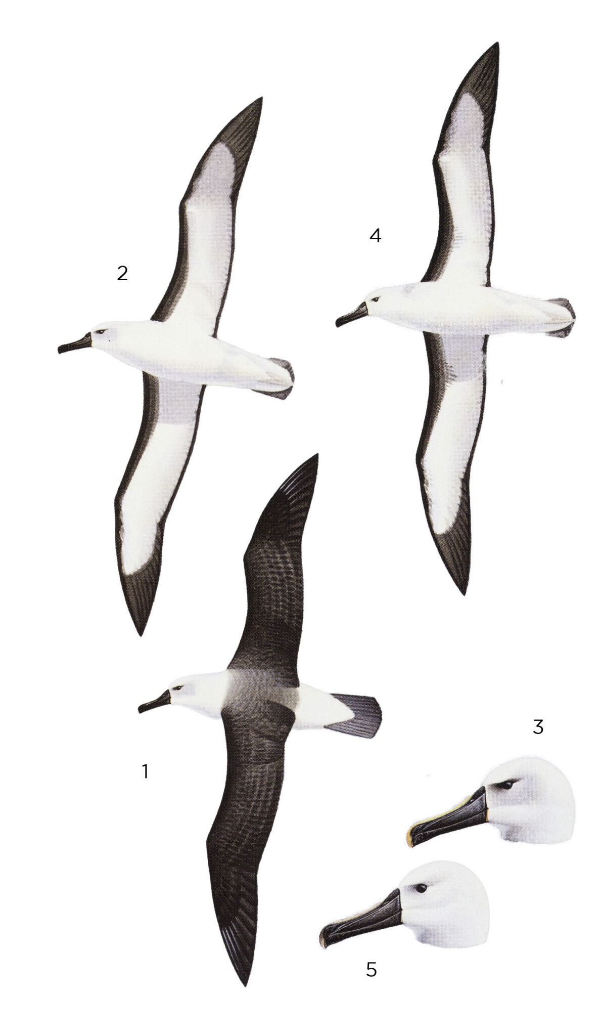 Species filters with images – HANZAB