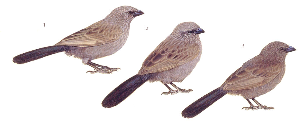 Species filters with images - HANZAB